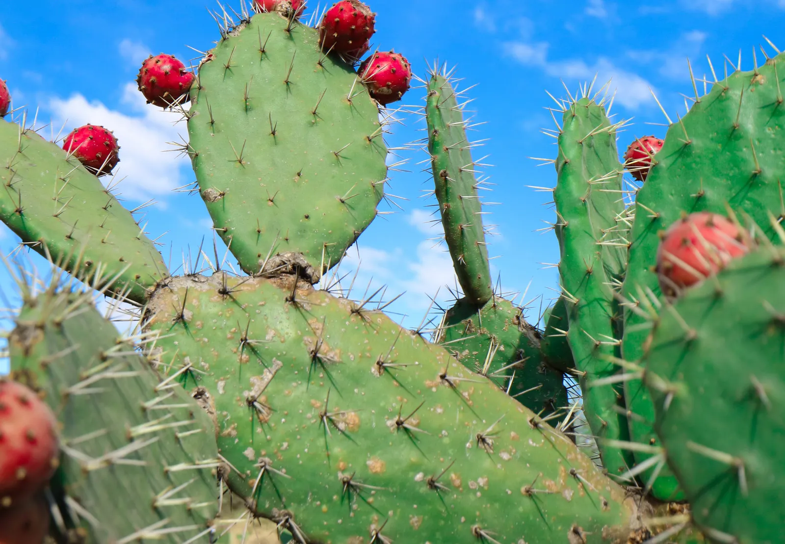 Conoces las sorprendentes propiedades del nopal para la salud