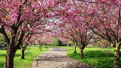 ¿Qué es la primavera? y ¿por qué se caracteriza?